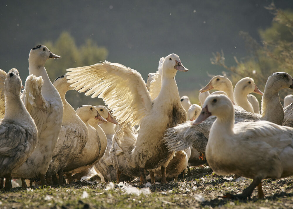 Caroline Faccioli, photographe culinaire Paris - Photographe culinaire ...
